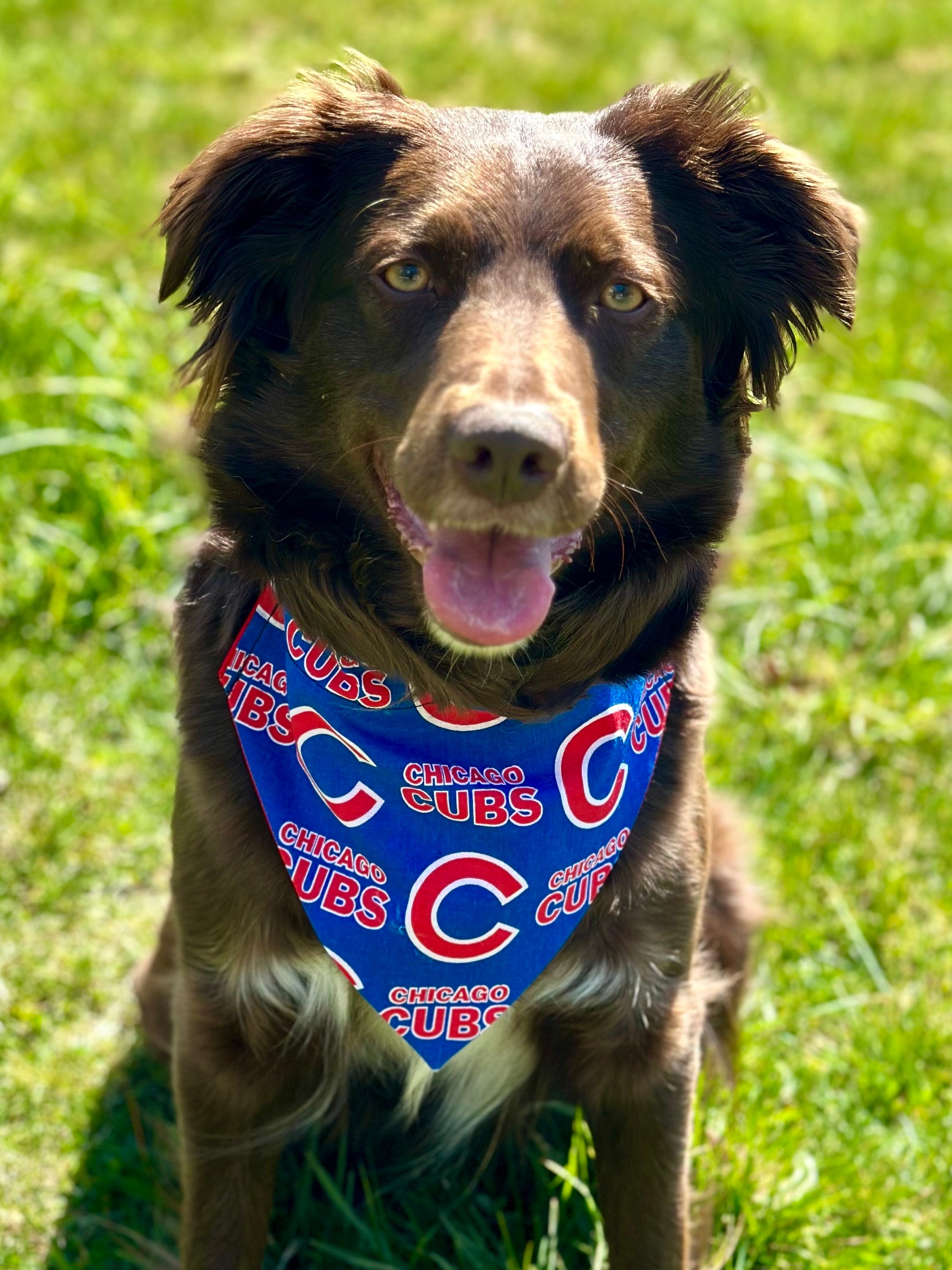 Cubs Dog Bandana Etsy
