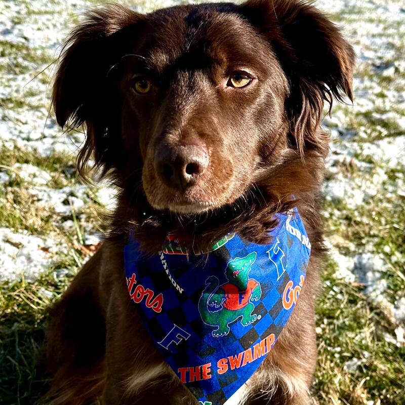 Florida Gator Dog - Etsy