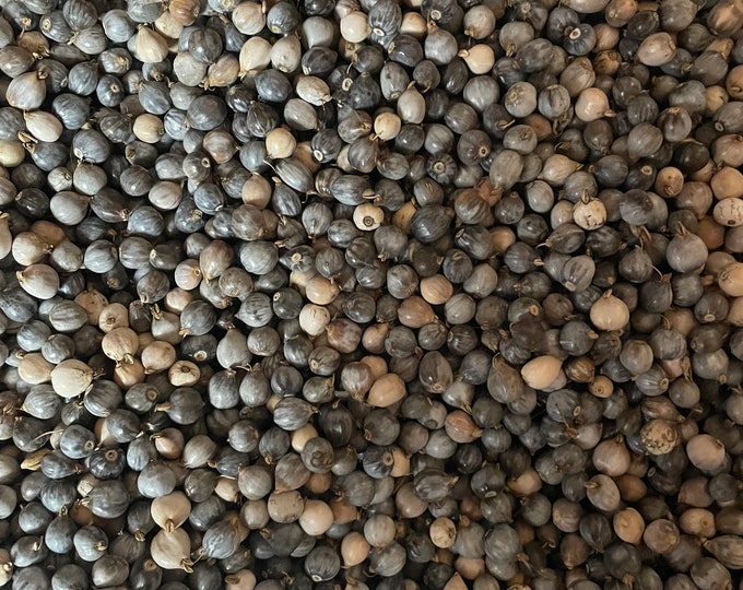 500 Count Bulk "corn Beads" "cherokee Tears" Mostly Gray/brown - Etsy