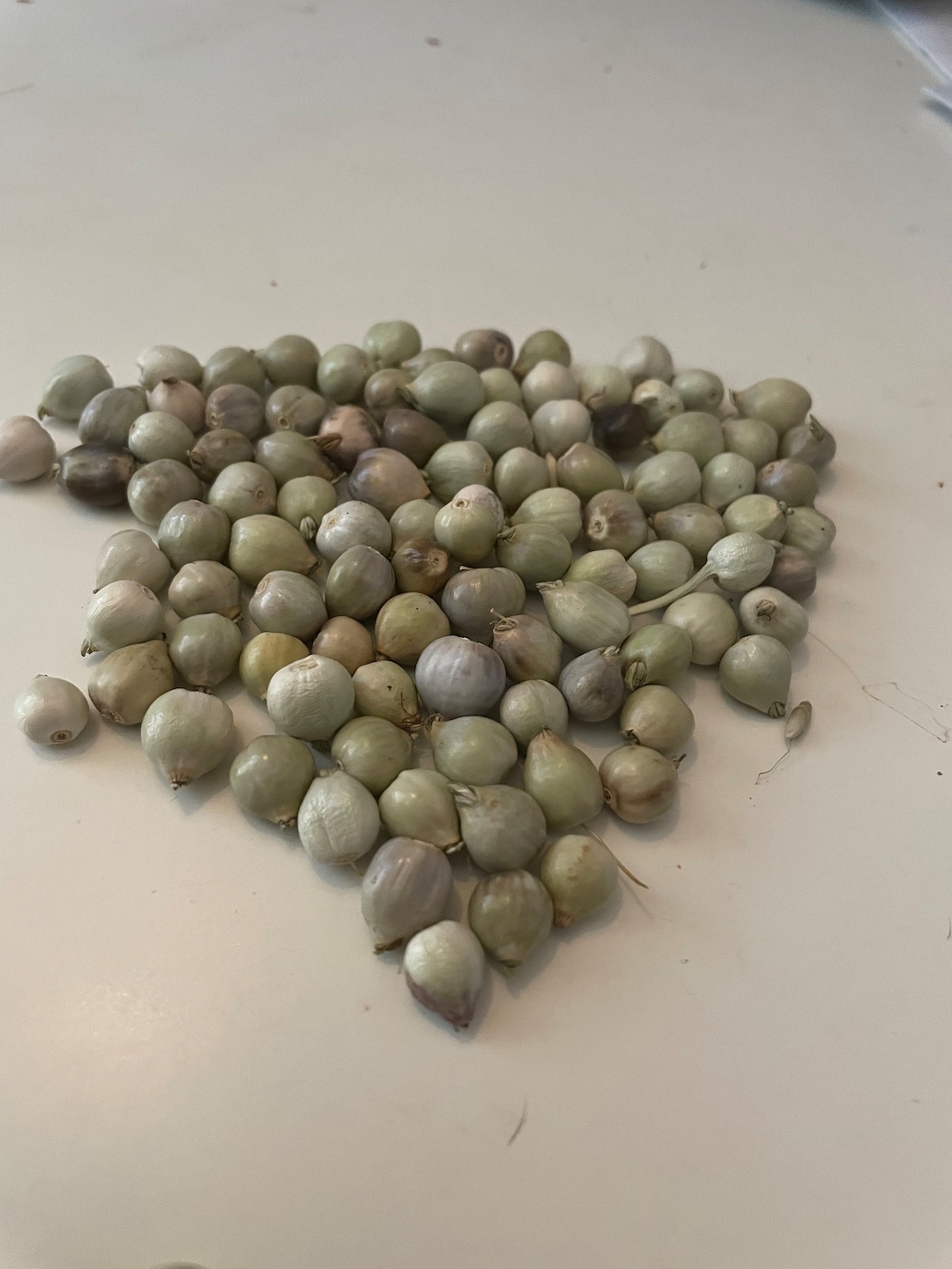 50 Mixed Colors , White/brown/gray Job's Tears Beads "corn Beads ...