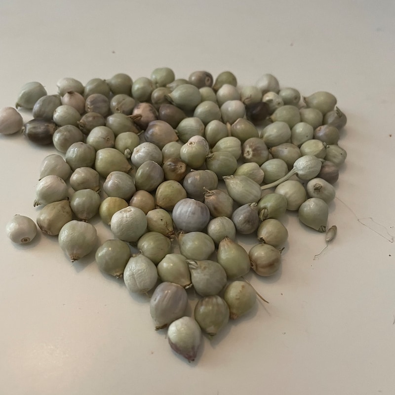 Cherokee Tears - Etsy