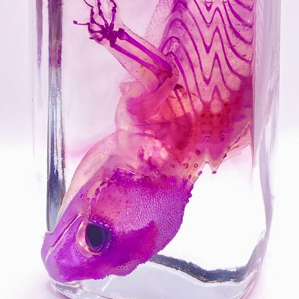 Diaphonized Snake - Etsy