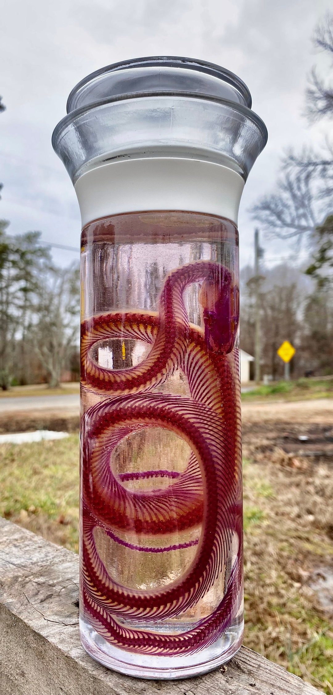 Diaphonized Snake Wet Specimen deformed Reticulated Python Over 3ft ...