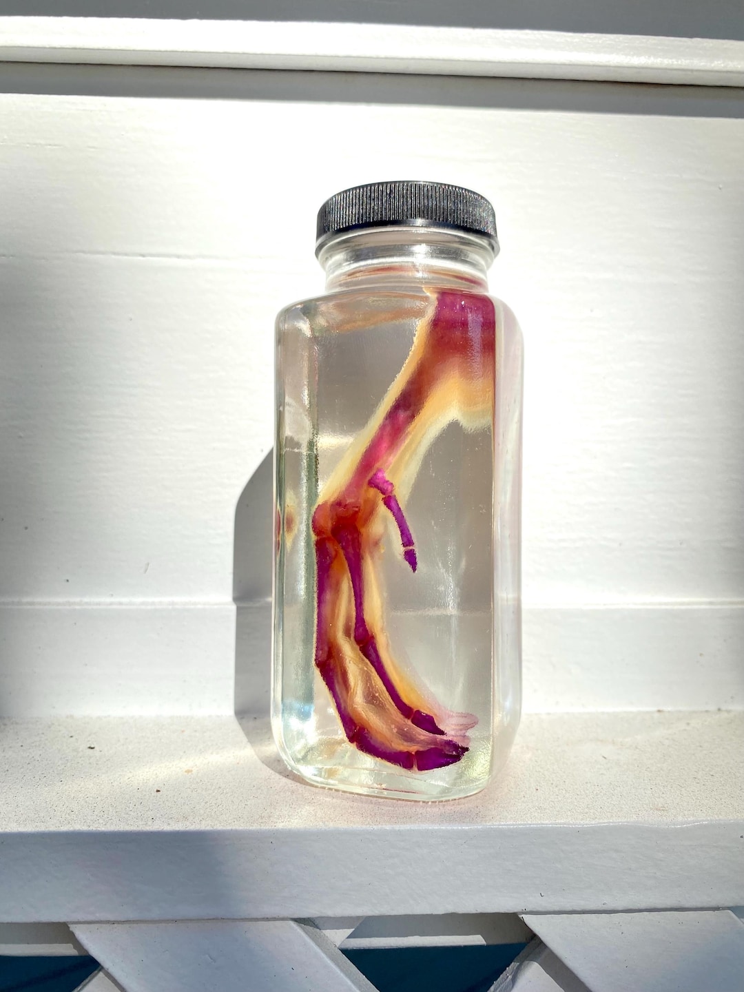 Diaphonized Duck Wet Specimen ( American Pekin ) - Oddities Skeleton ...