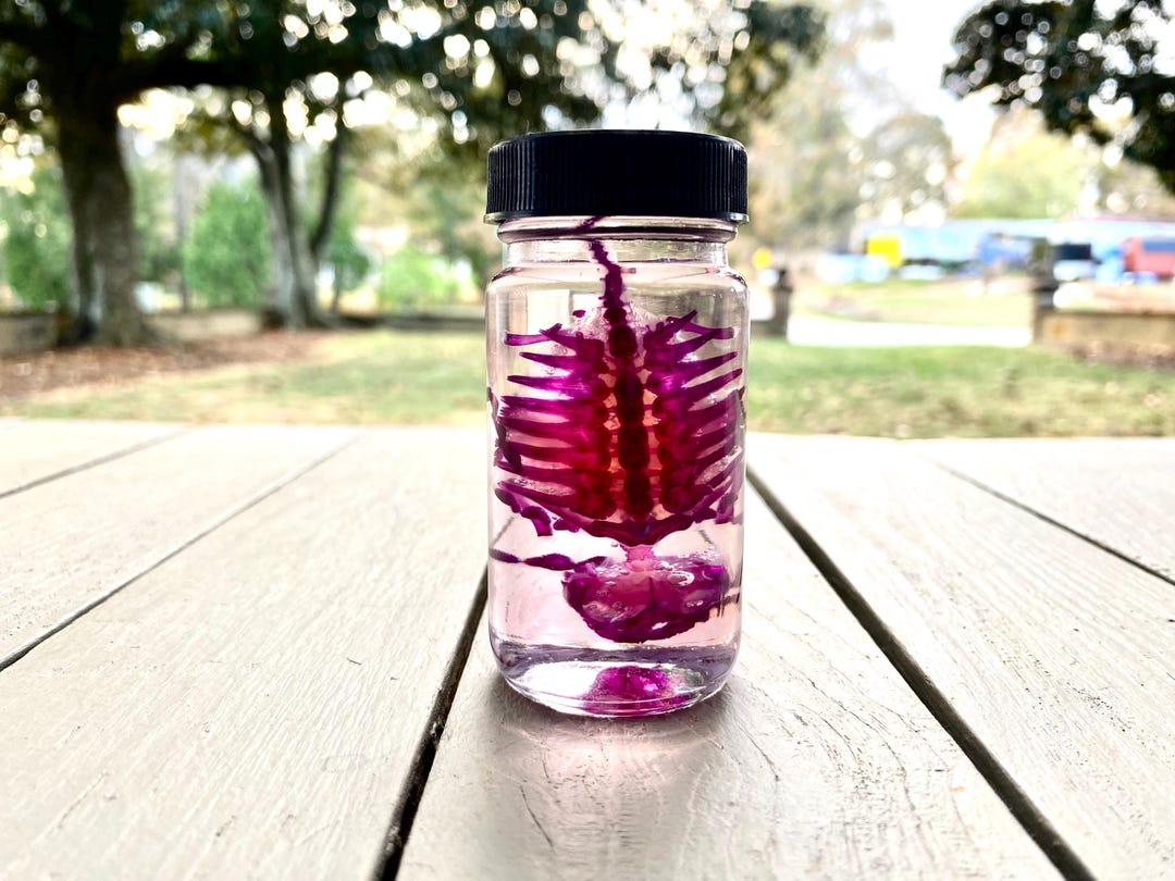 Diaphonized Aligator Snapping Turtle Specimen Wet Specimen Oddities ...