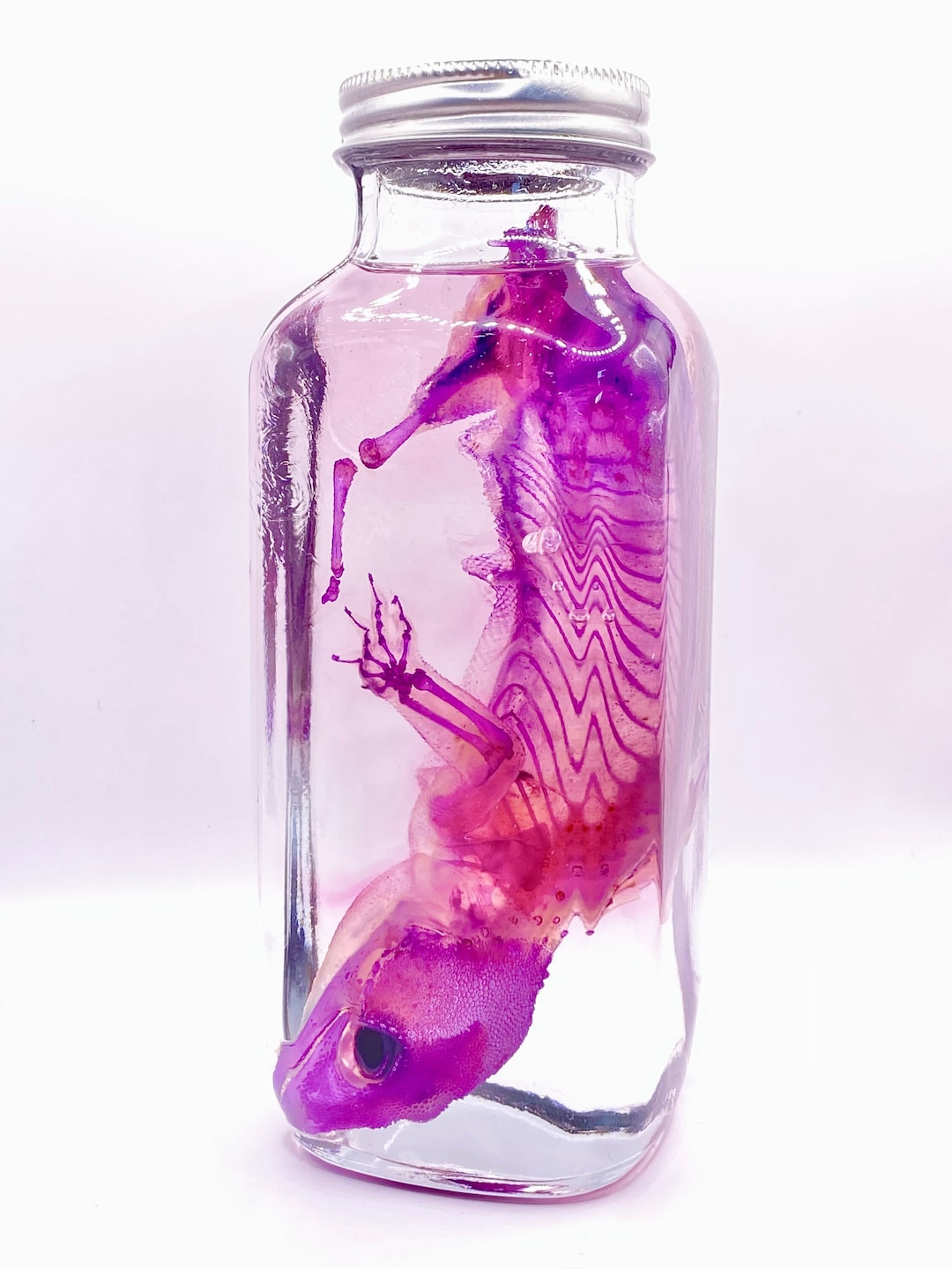 Diaphonized Gecko Wet Specimen leachianus Gecko - Etsy