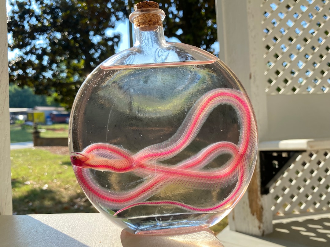 Diaphonized Snake Wet Specimen African House Snake boaedon Fuliginosus ...