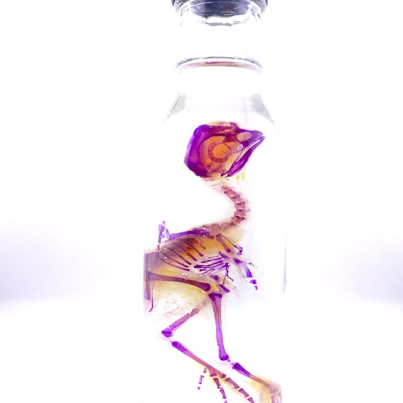 Diaphonized Species - Etsy