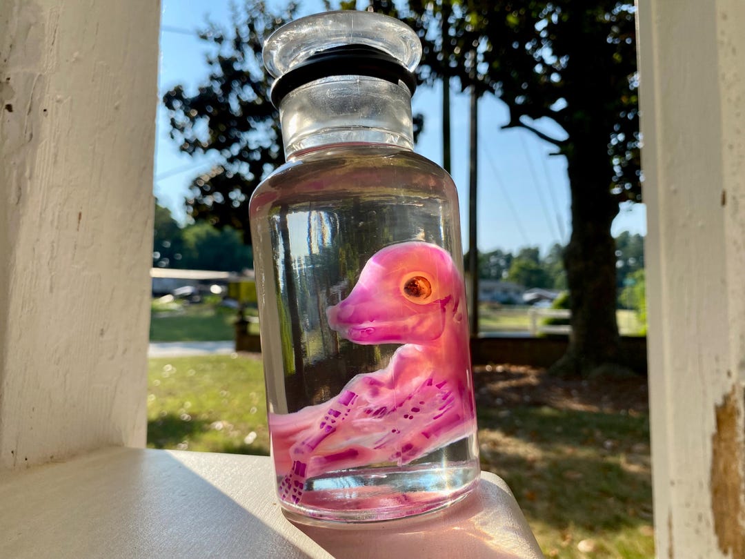 Diaphonized Pig - Wet Specimen - Oddities- Taxidermy - Etsy