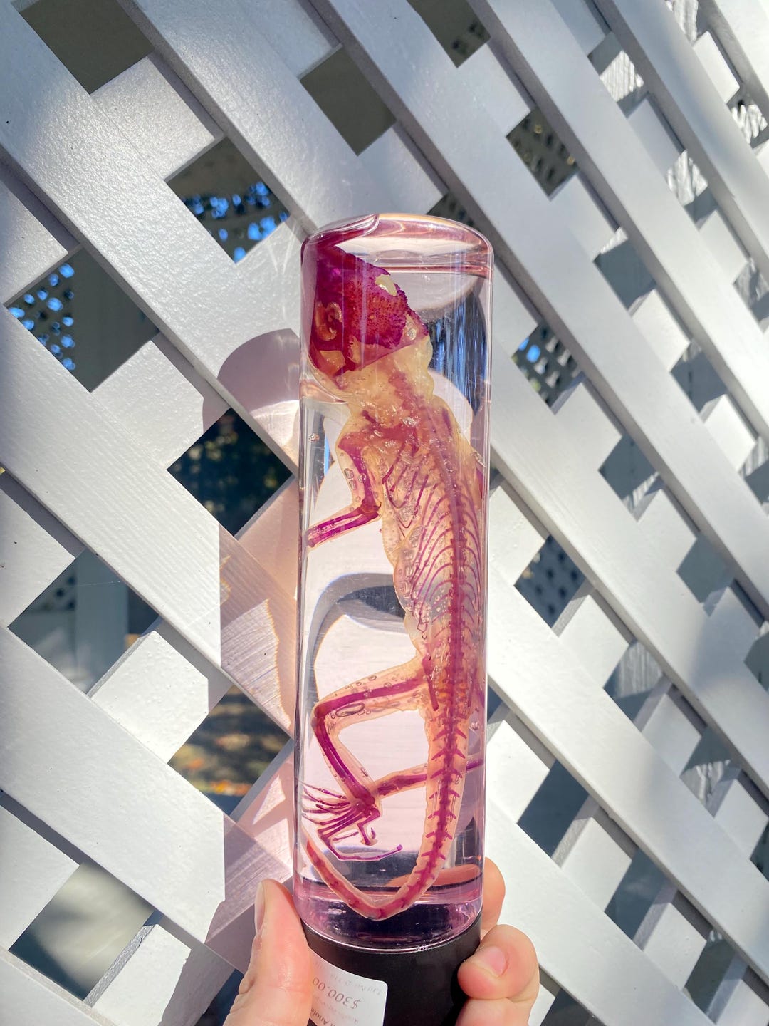 Diaphonized Lizard Wet Specimen ( Knight Anole ) - Oddities Skeleton ...