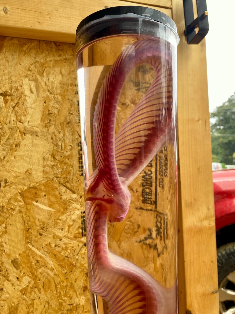 Diaphonized Snake Wet Specimen - Albino Monocled Cobra - Oddties ...