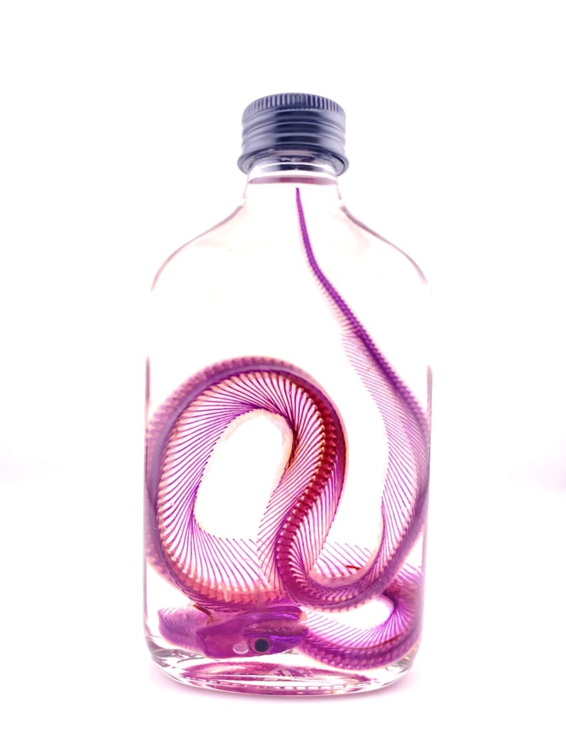 Diaphonized Snake Wet Specimen - Ball Python (python Regius) - Oddties Skeleton - Gothic ...