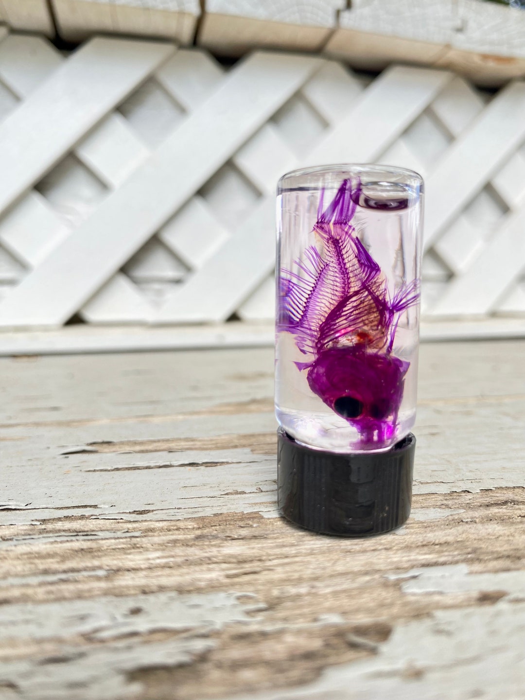 Diaphonized Gold Fish Wet Specimen - Etsy