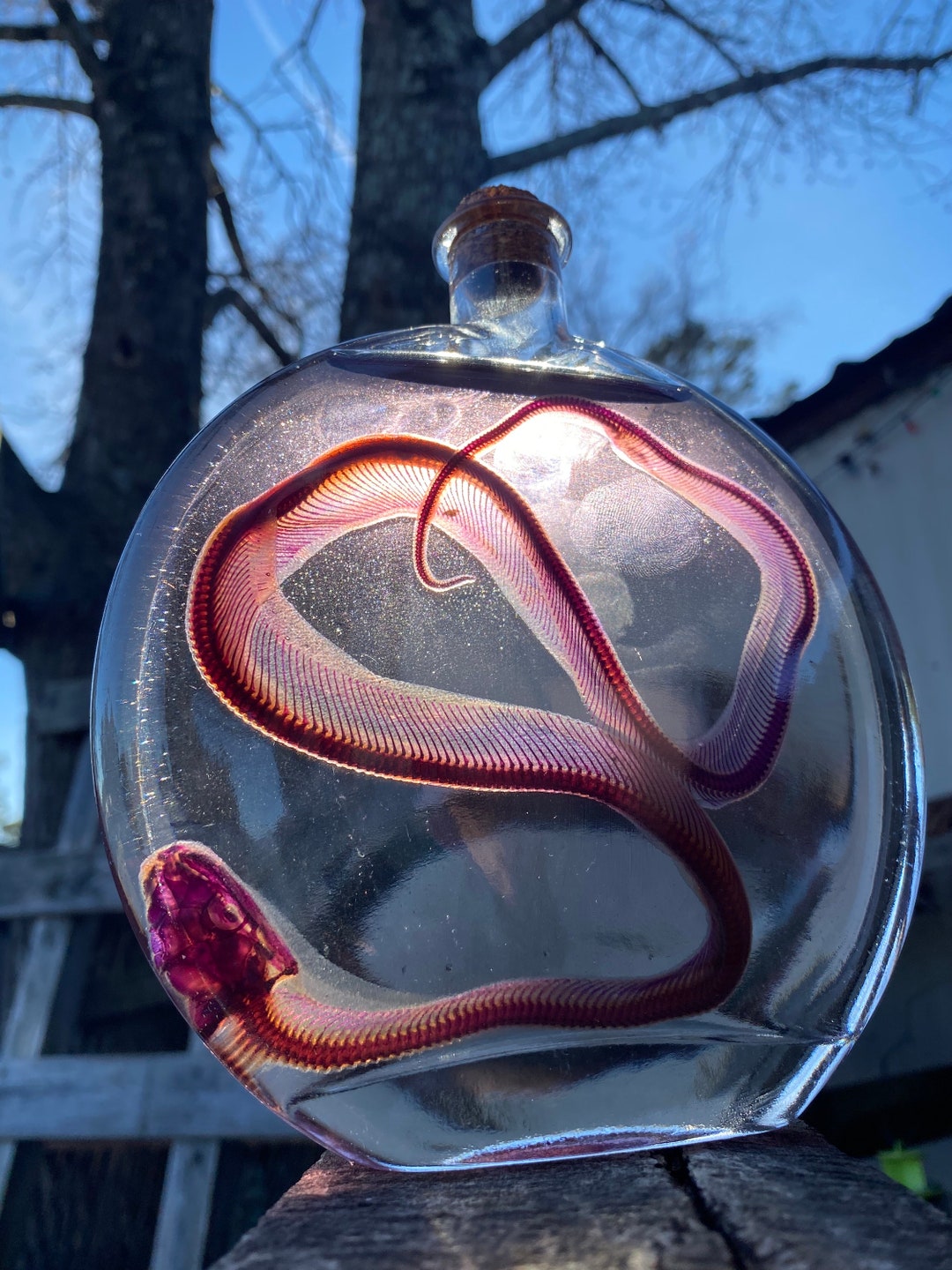 Diaphonized Snake Wet Specimen two Reticulated Python Heads - Etsy