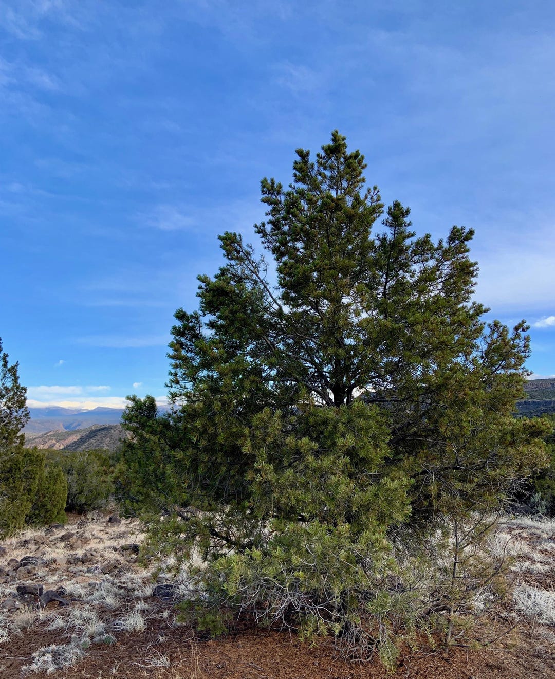 Piñon Pine Essential Oil 2 and 5 Ml - Etsy