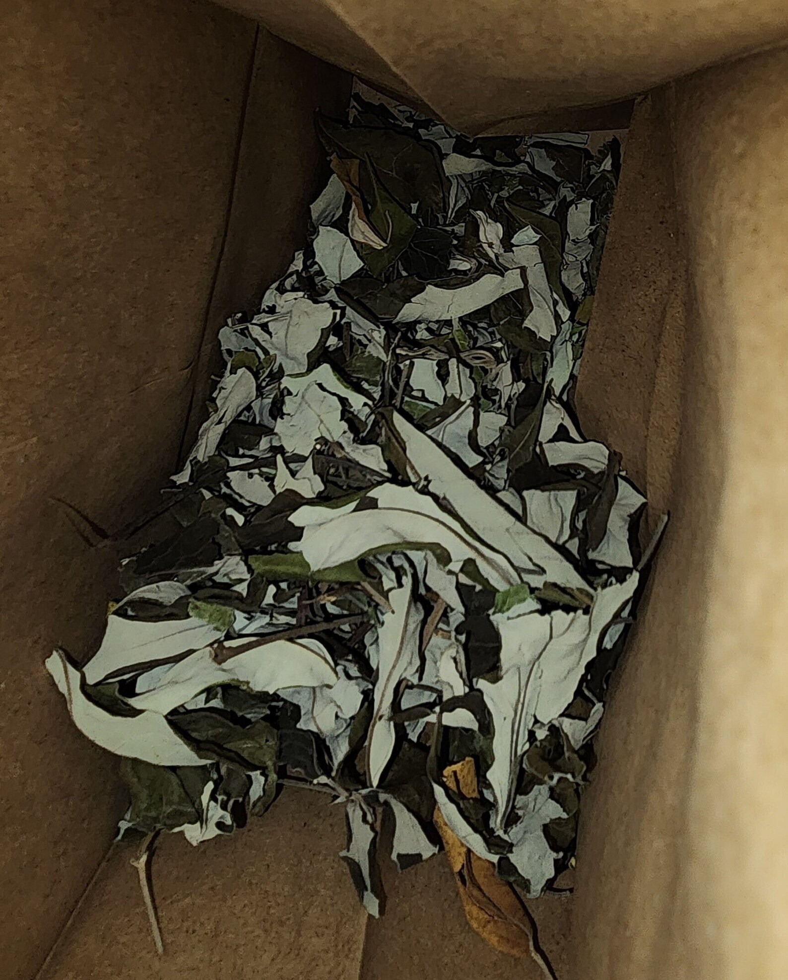 Vencedor winner Plant Dried 1 Oz Vencedor Planta Organica Seca 1 Oz - Etsy