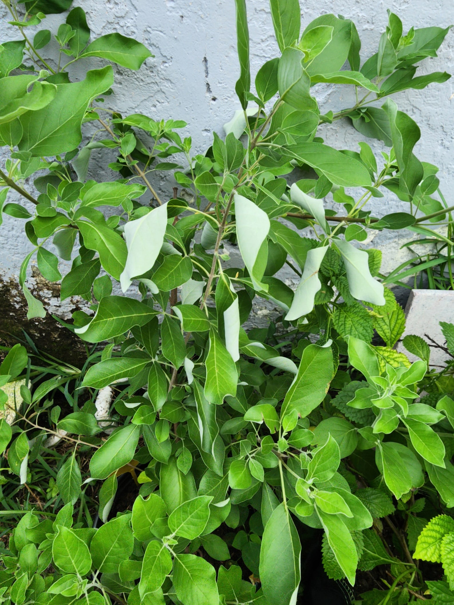 Vencedor winner Plant Dried 1 Oz Vencedor Planta Organica Seca 1 Oz - Etsy