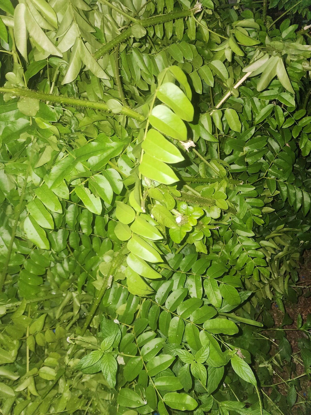 Planta Quita Maldición Seca - Dry Curse Remover Plant 1 Oz - Etsy