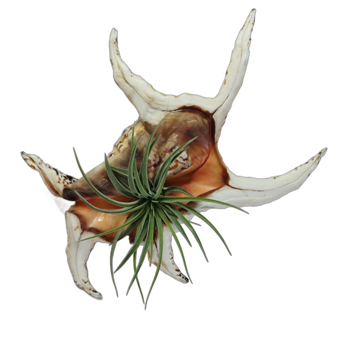 Exotic Shell Devil's Claw With Tillandsia XXL 15 - 18 Cm - Etsy