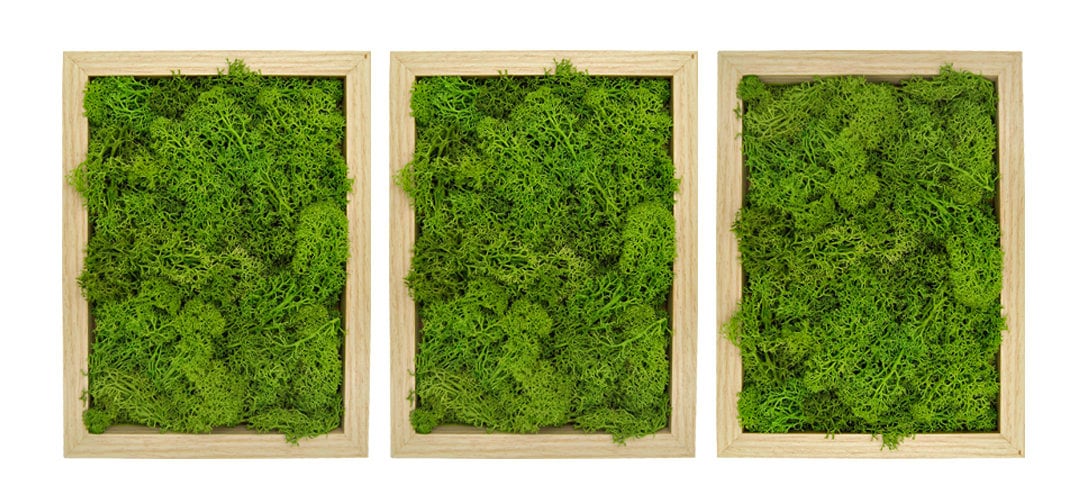 Set di 3 quadri di muschio con vero muschio conservato - Etsy Italia