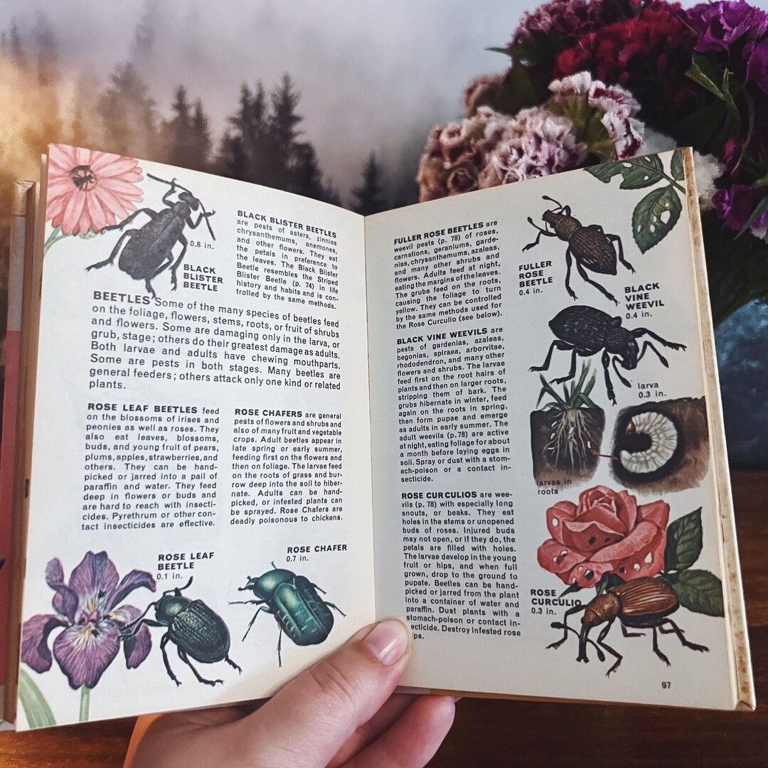 A Little Colour Guide to Insect Pests, A Guide to Pests of Houses ...