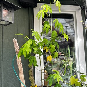 Abutilon Chinese Lantern Tiger Eyes MATURED PLANTS 20 - Etsy