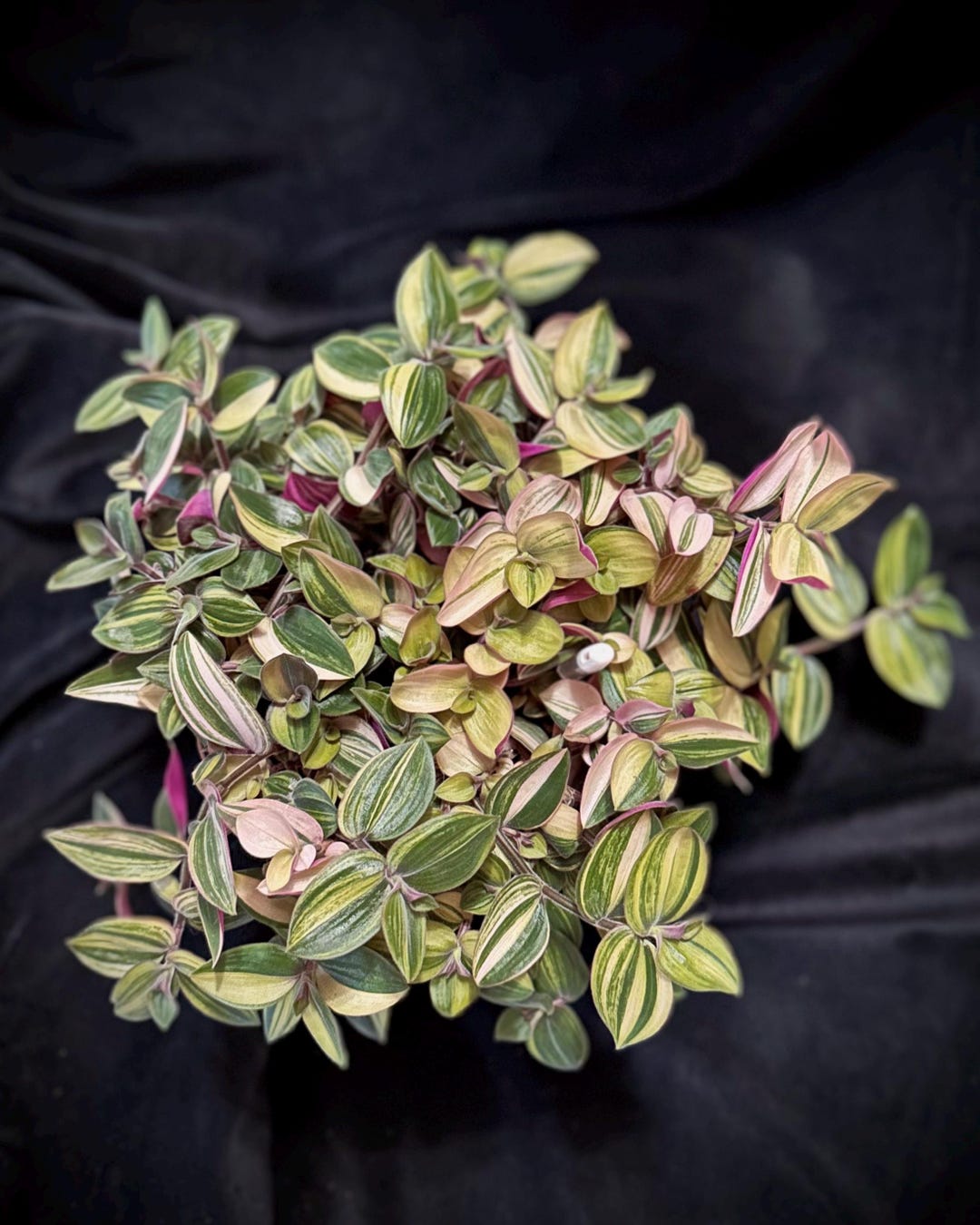 Tradescantia VARIEGATED Baby Bunny Bellies Starter Plant - Etsy