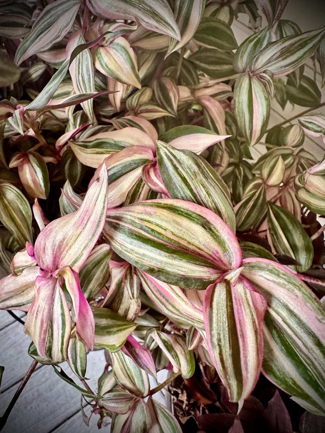 Tradescantia Zebrina Danny Lee Starter Plant - Etsy