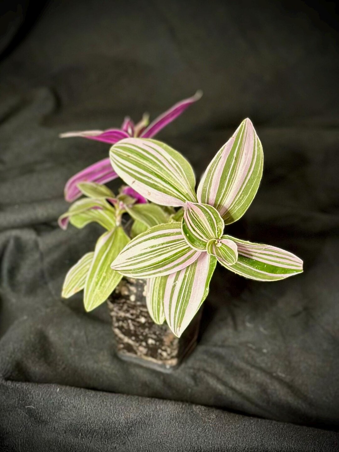 Tradescantia Mini Pink Sweetness - NOT NANOUK Starter Plant - Etsy