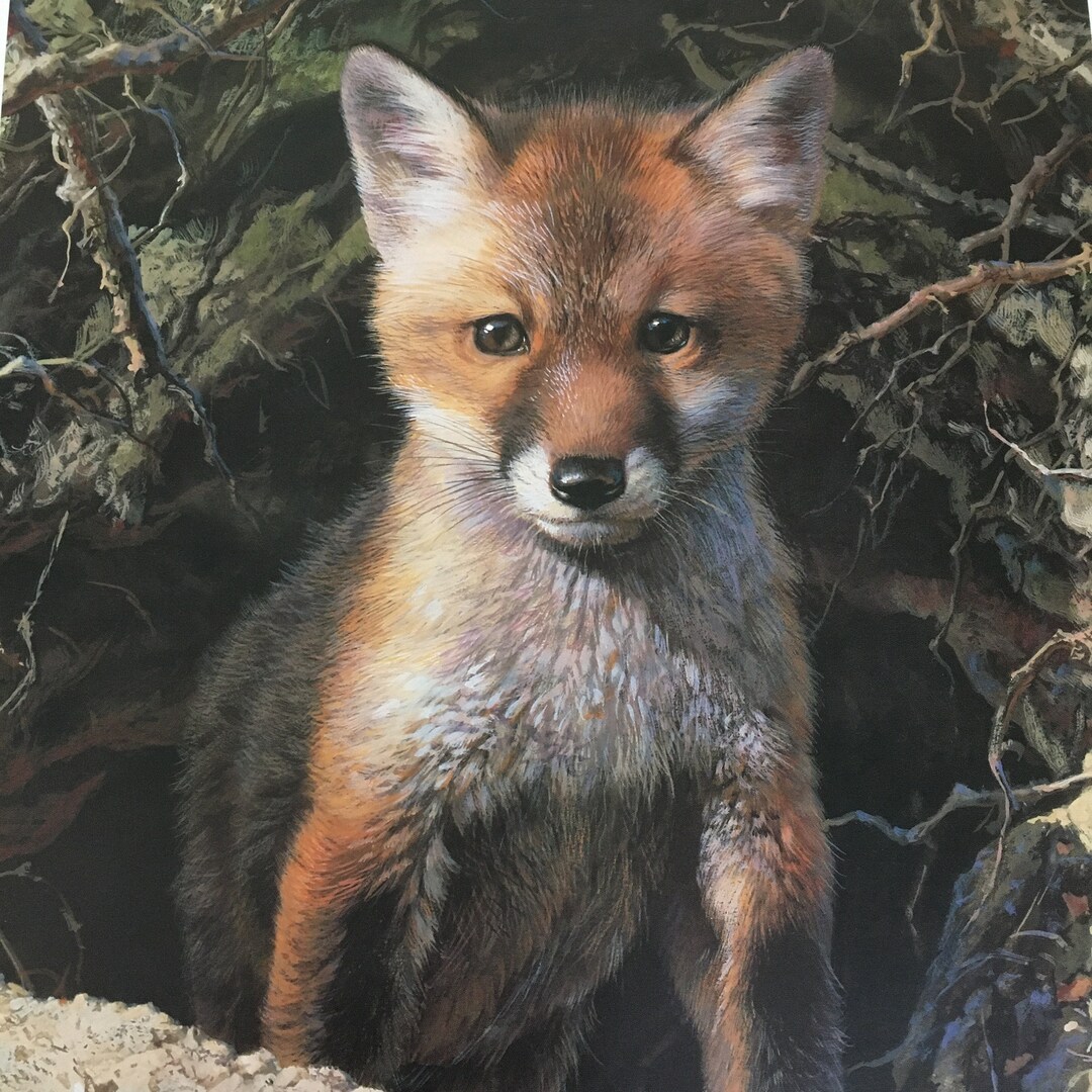 Fox Kit-just Shy of Sly-limited Edition Print-carl Brenders - Etsy