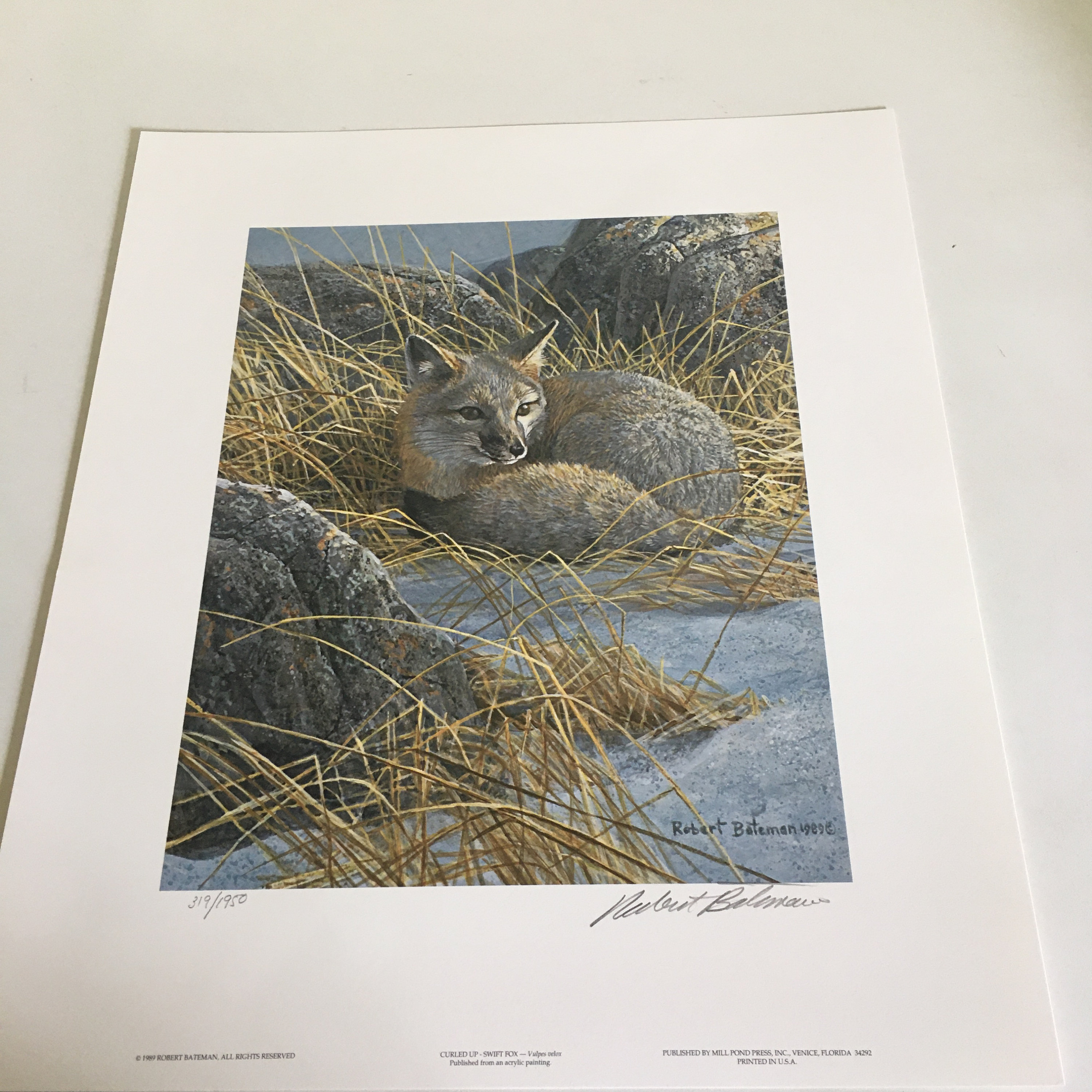 Robert Bateman Fox Etching