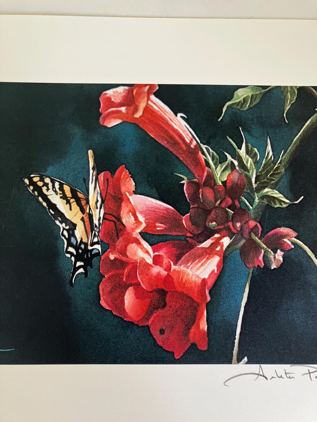 Trumpet Song-western Tiger Swallowtail-limited Edition Print-arleta ...