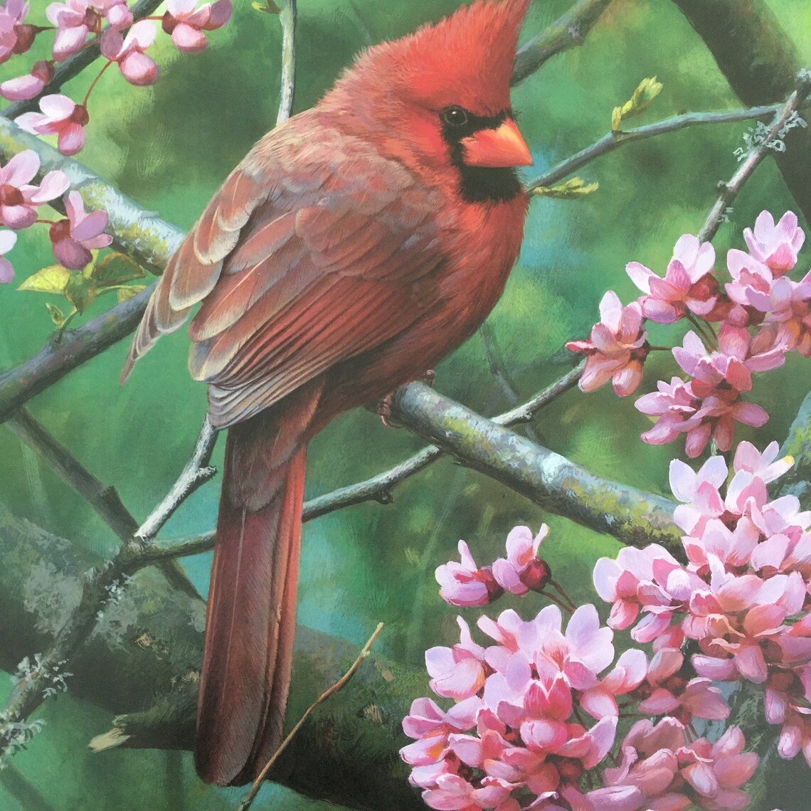 Cardinal-spark of Ruby-limited Edition Print-carl Brenders - Etsy