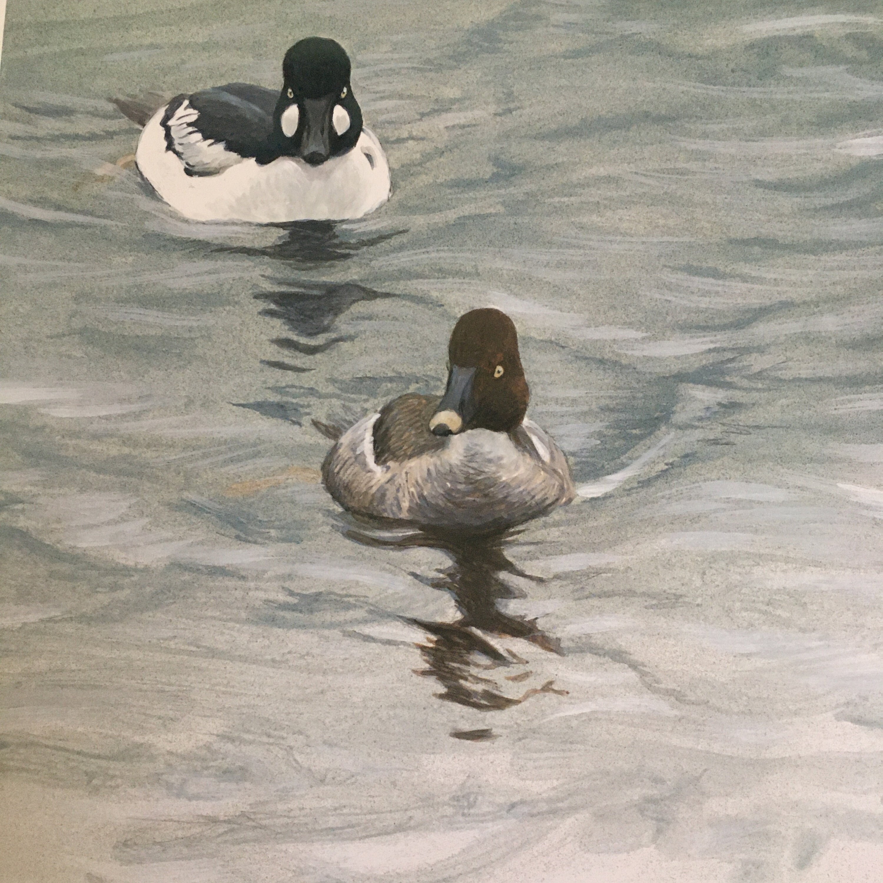 Goldeneye Pair-ducks-limited Edition Print-robert Bateman - Etsy