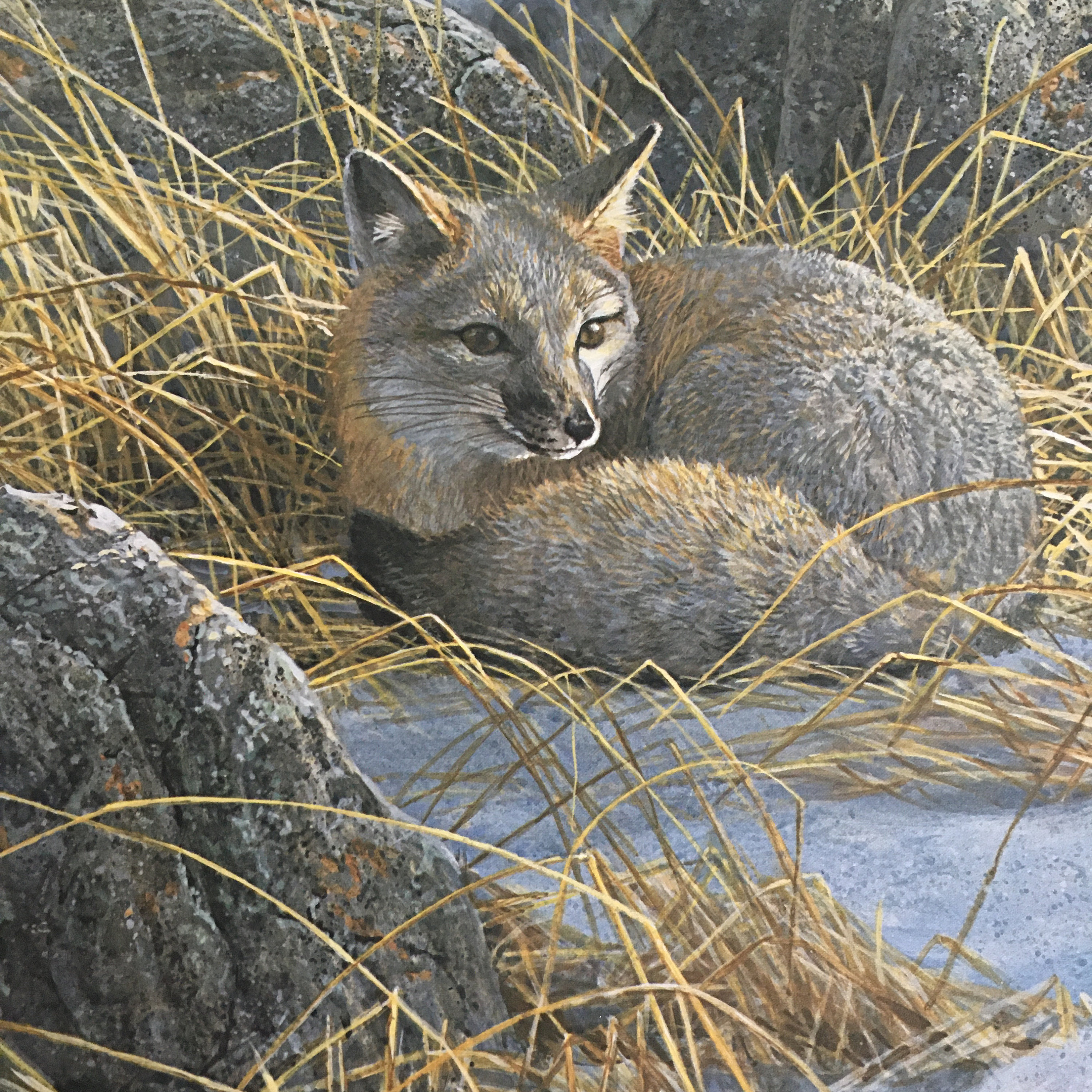 Curled up Swift Fox-robert Bateman-limited Edition Print - Etsy