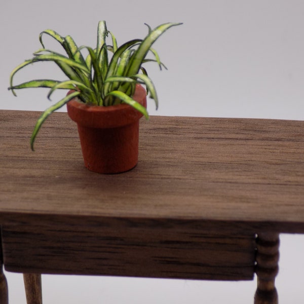 Miniature Spider Plant - Etsy