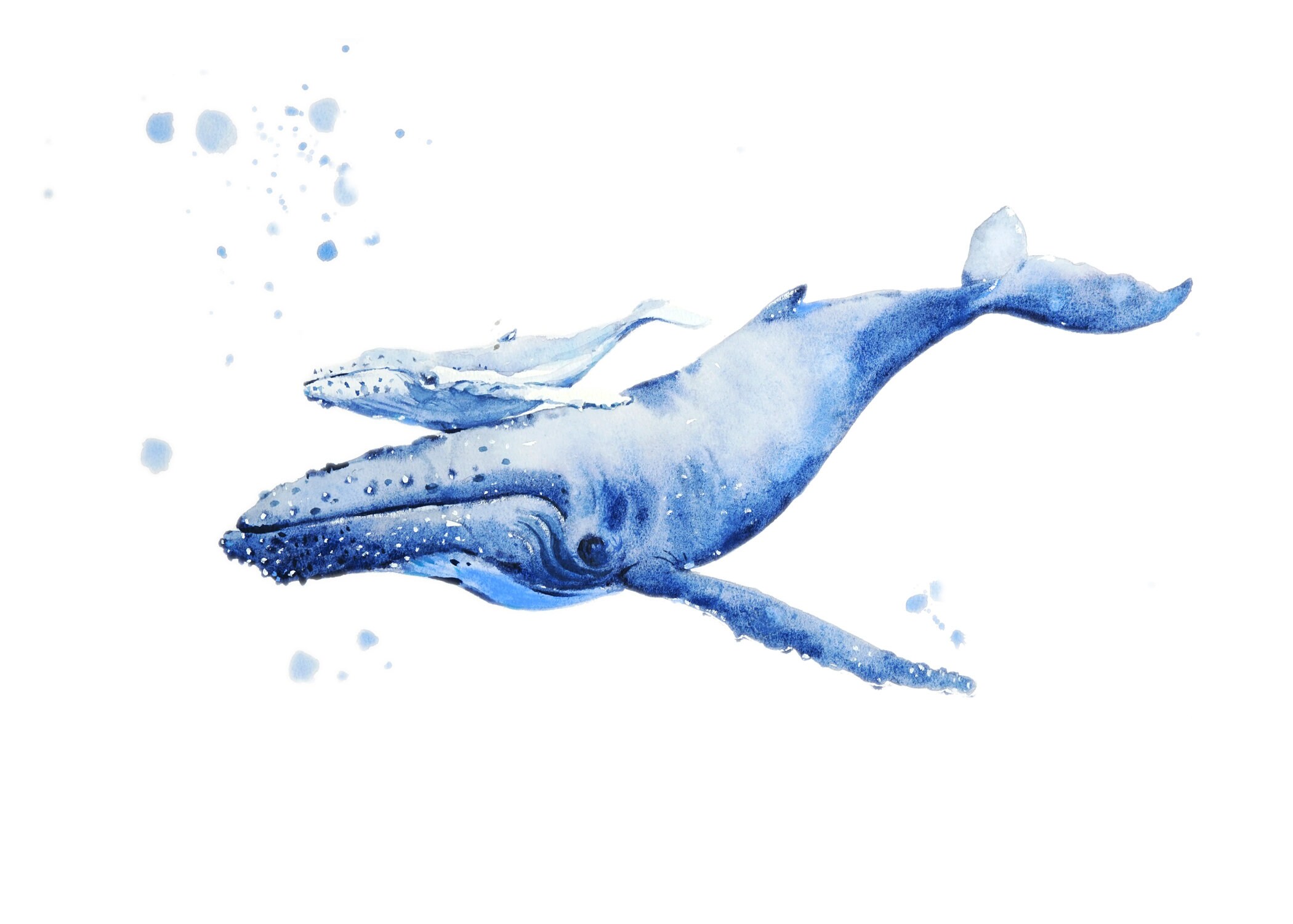Humpback Whale Mother and Baby, Watercolor Painting, Whale Print, Whale ...
