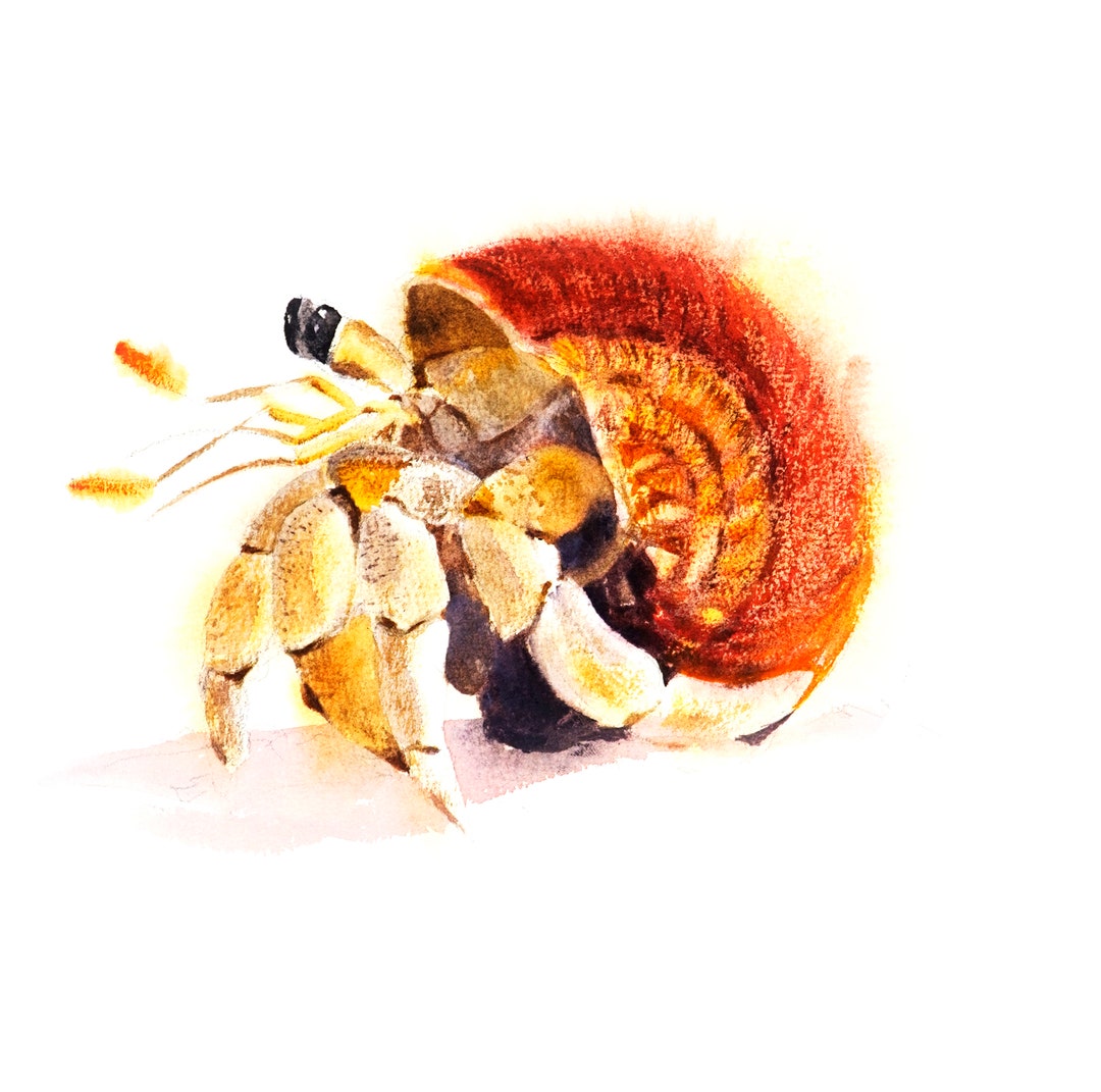 Watercolor Crab, Cute Little Hermit Crab, Hermit Crab Watercolor ...