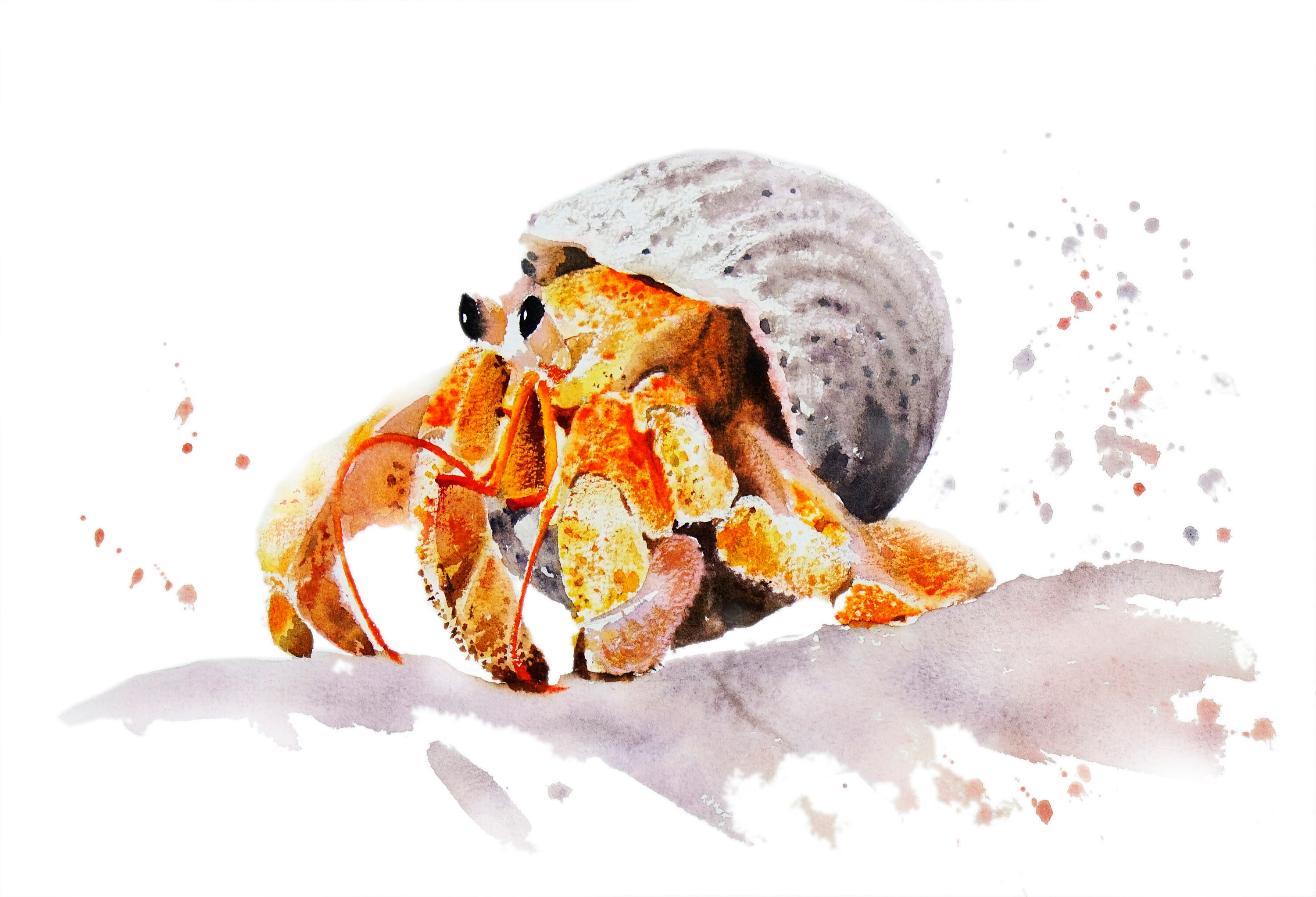 Watercolor Crab, Cute Little Hermit Crab, Hermit Crab Watercolor ...