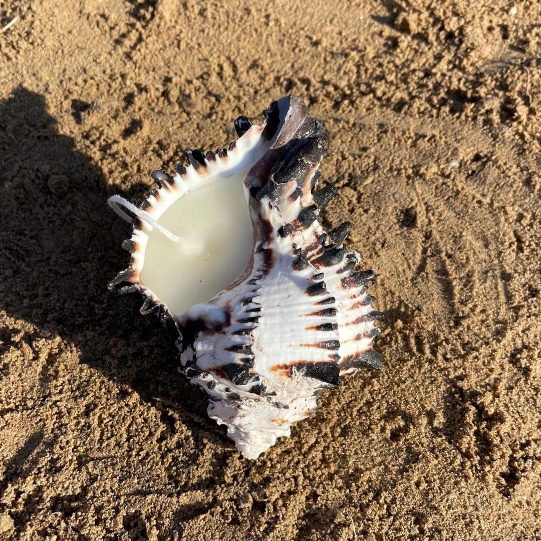 Conch Shell Candle - Etsy