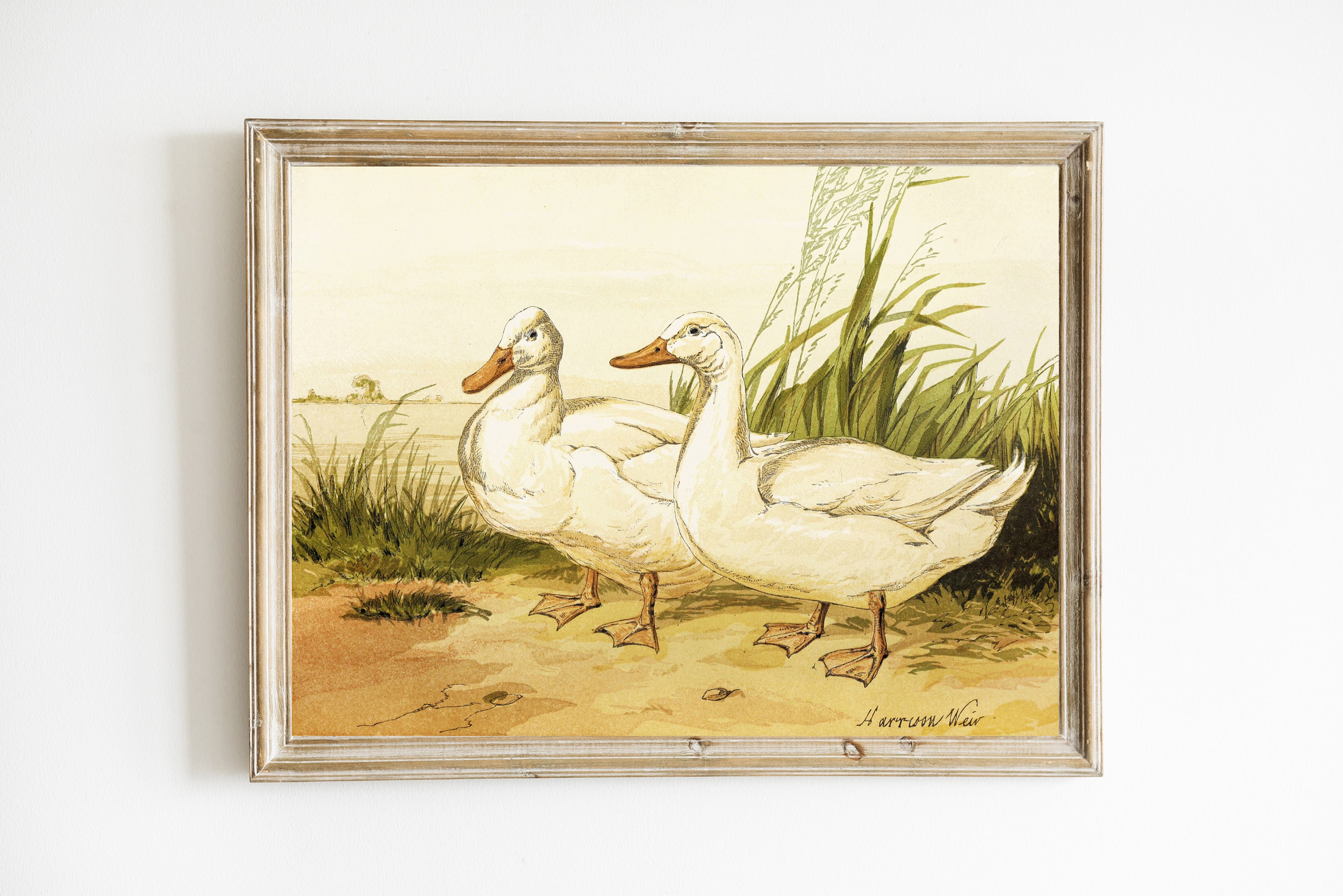 Vintage Goose Illustration Antique Bird Art PRINTABLE Farmhouse Wall ...