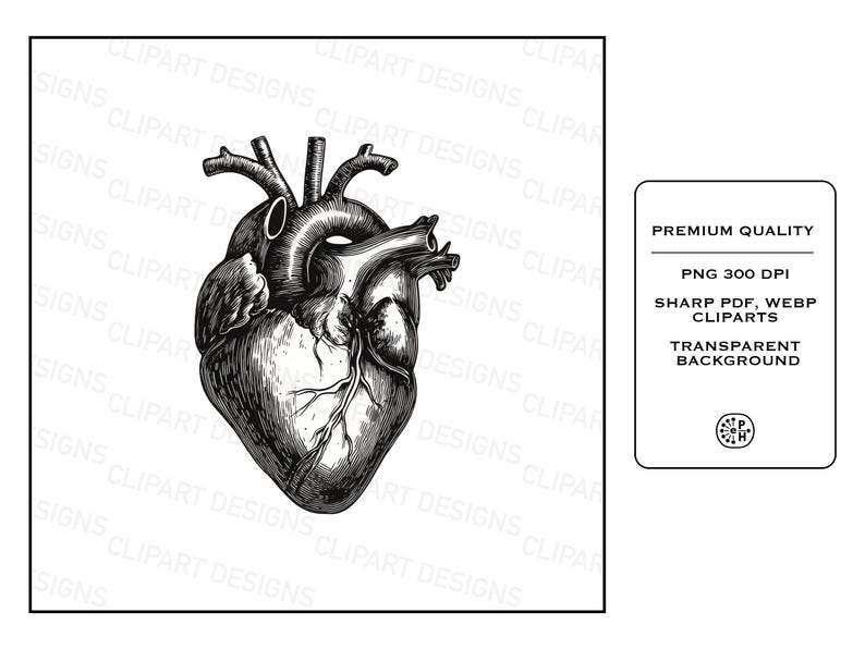Antique Anatomy Overlay Clipart Vintage Engravings of Human Organs and ...