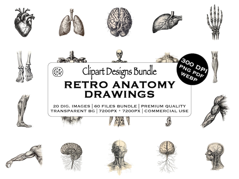 Antique Anatomy Overlay Clipart Vintage Engravings of Human Organs and ...