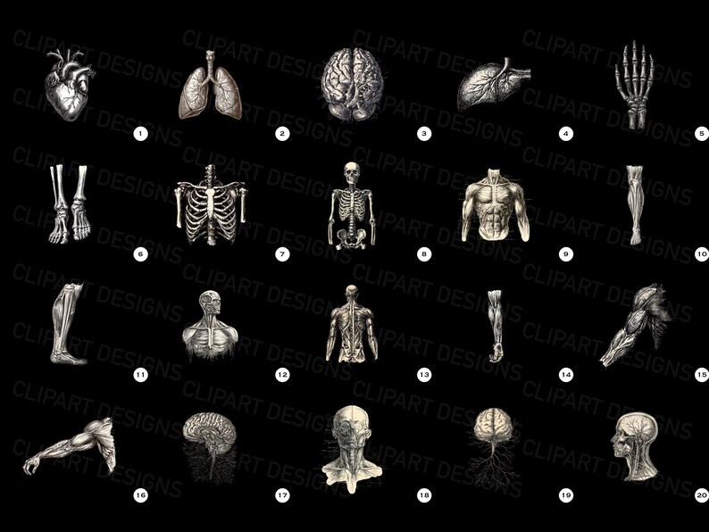 Antique Anatomy Overlay Clipart Vintage Engravings of Human Organs and ...
