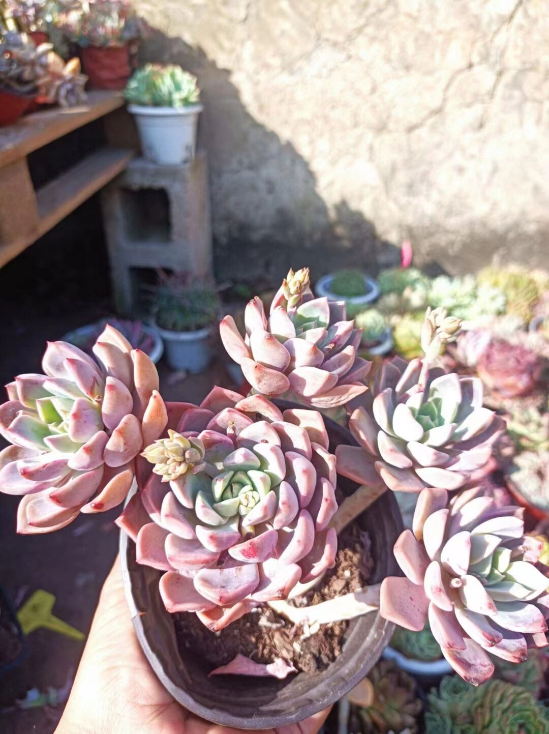 Echeveria Pretty in Pink Cluster, Import Rare Live Succulent Plants - Etsy