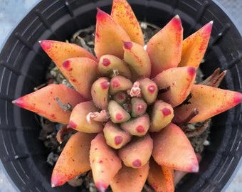 Live Succulents rare Succulents multihead Succulents - Etsy