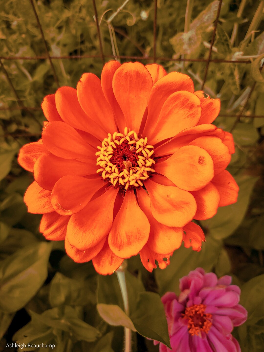 Orange State Fair Flower, Digital Download, Printable Image - Etsy