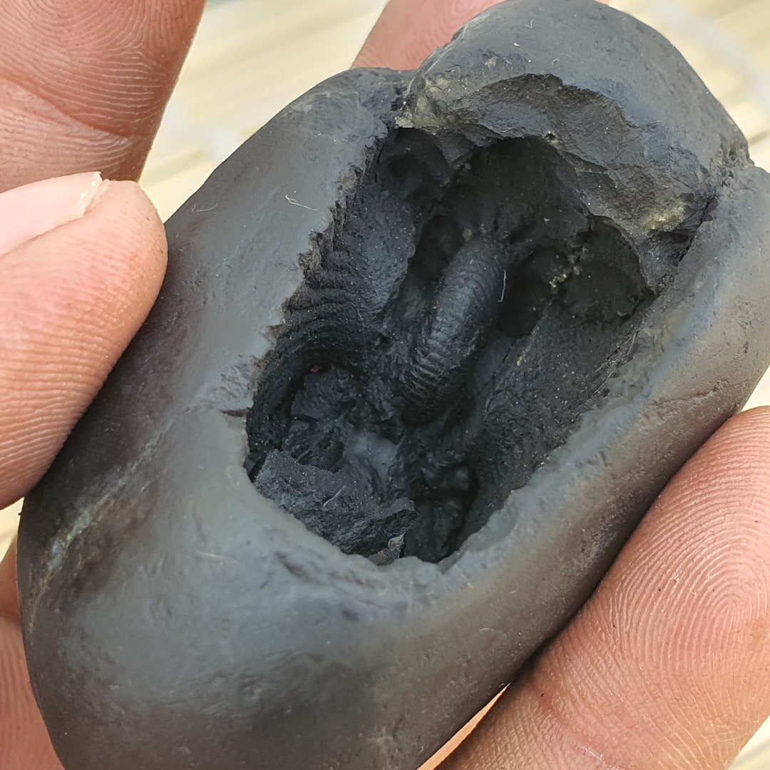 Shri Krishna Shaligram, Rare Shaligram, Religious Gifts, Saligram Stone ...