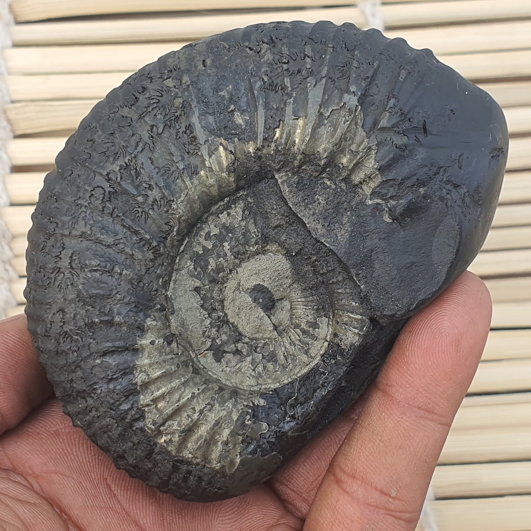 Rare Big Size Golden Ram Shaligram, Religious Gifts, Saligram Stone ...