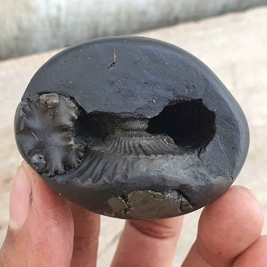 Rare Narsimha Shaligram, Lord Vishnu Chakra Inside, Saligram Stone ...